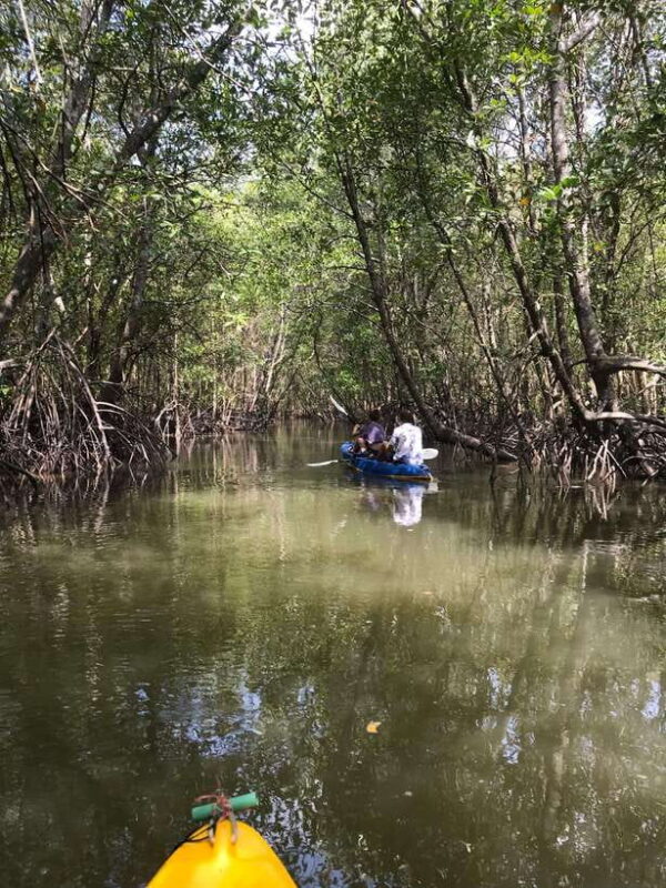 Ko Lanta: HALF DAY EXPLORE MANGROVE KAYAKING TOUR AND LUNCH - Practical Details and Considerations