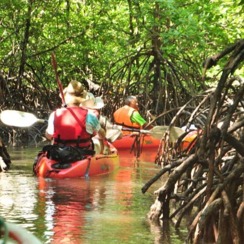 Ko Lanta: HALF DAY EXPLORE MANGROVE KAYAKING TOUR AND LUNCH - Final Thoughts: Is It Worth It?