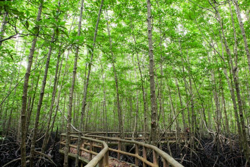 Ko Lanta: Mangrove Forest Boat Tour with Lunch or Dinner - The Marine and Birdlife of the Mangroves