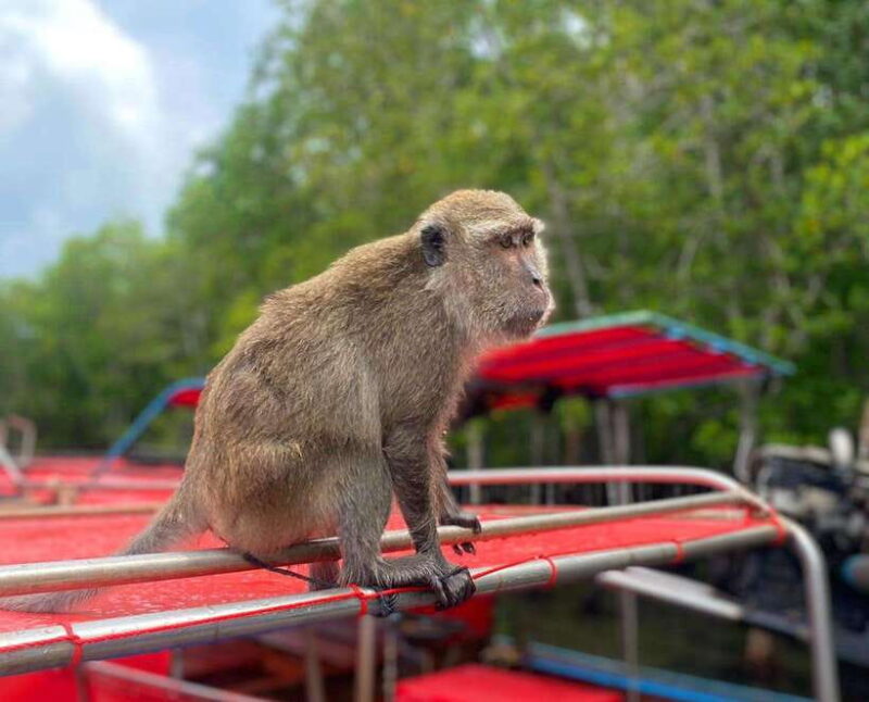 Ko Lanta: Mangrove Forest Kayak & Wildlife Adventure - FAQs