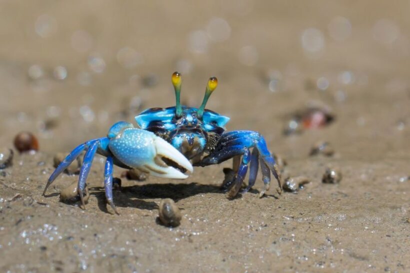 Ko Lanta: Mangrove Kayaking, Ko Talabeng, & Skull Island - Who This Tour Is Best For
