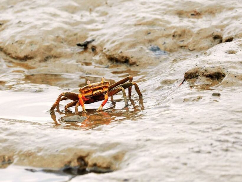 Ko Lanta: Mangrove Kayaking with Lunch and Hotel Transfer - FAQs