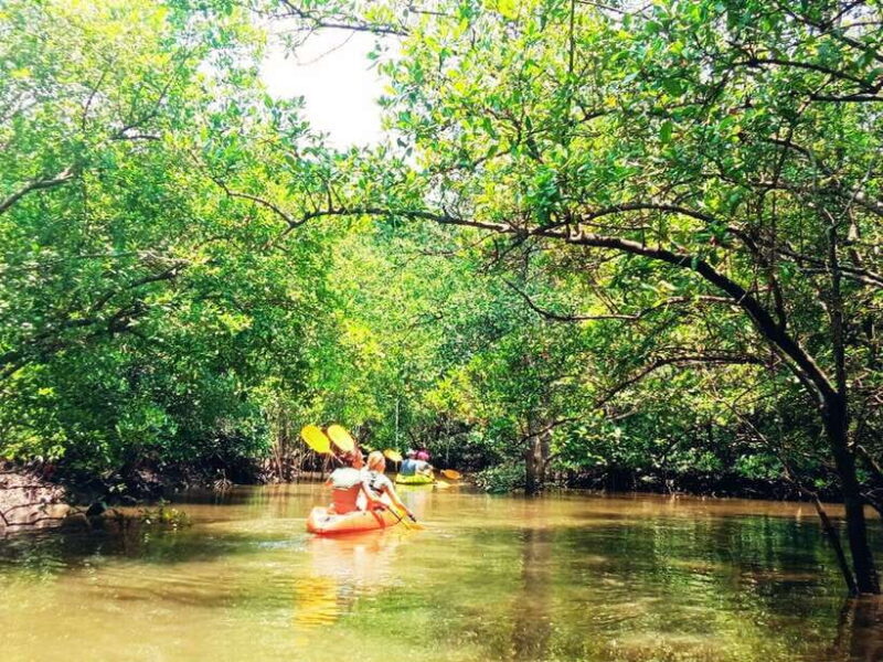 Ko Lanta: Mangrove Kayaking with Lunch and Hotel Transfer - Key Points