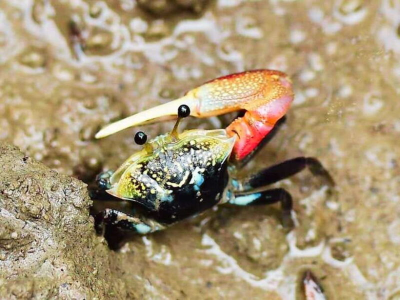 Ko Lanta: Mangrove Kayaking with Lunch and Hotel Transfer - The Itinerary Breakdown