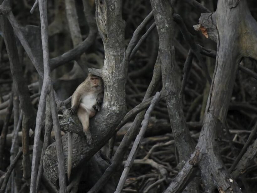 Ko Lanta: Private Mangrove Kayaking & Cave Exploration Tour - FAQ