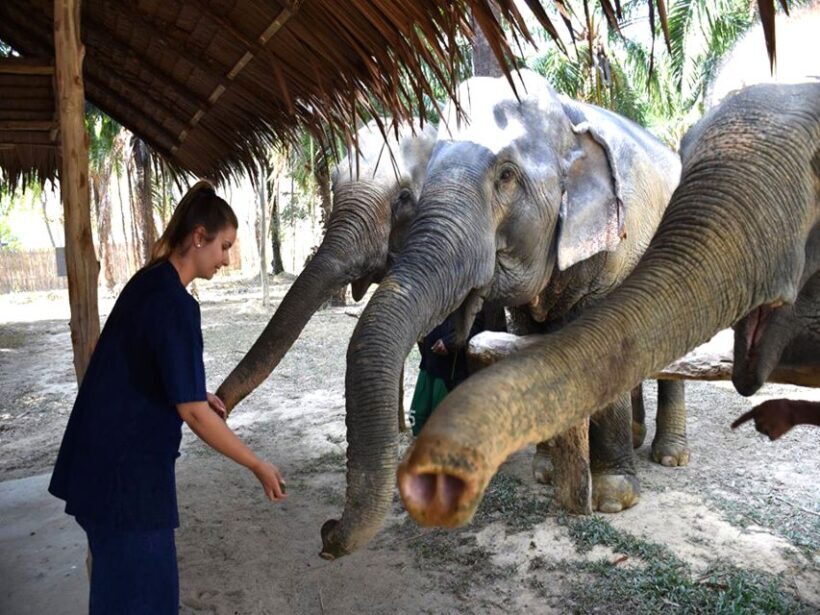 Ko Lanta Yai: Half-Day Ethical Elephant Sanctuary Tour - In-Depth Review of the Elephant Sanctuary Tour