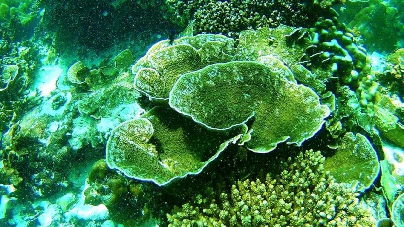 Ko Lipe: East Zone Snorkeling Trip by Longtail Boat - FAQ