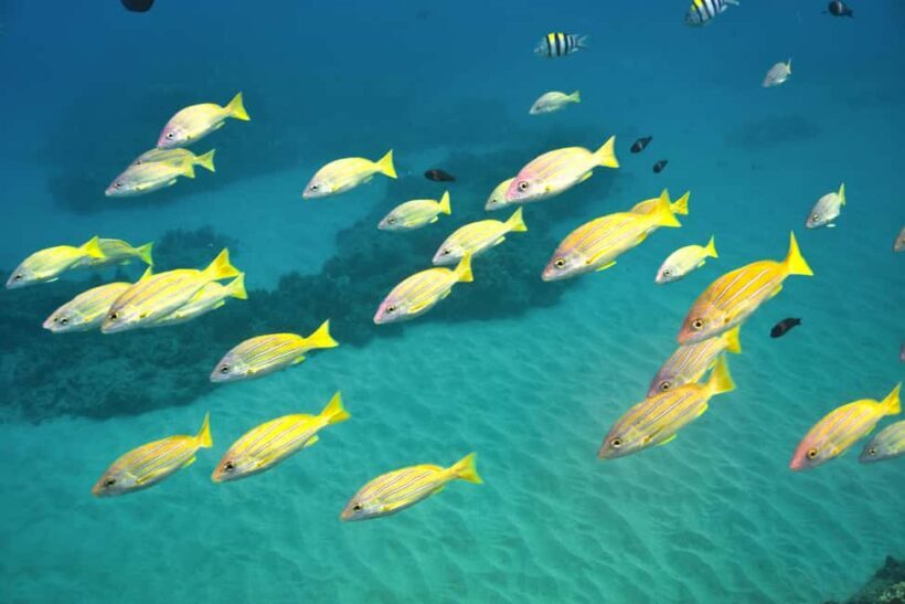 Ko Olina Exclusive Snorkel + Lunch - The Lunch: A Taste of Hawaii on the Water