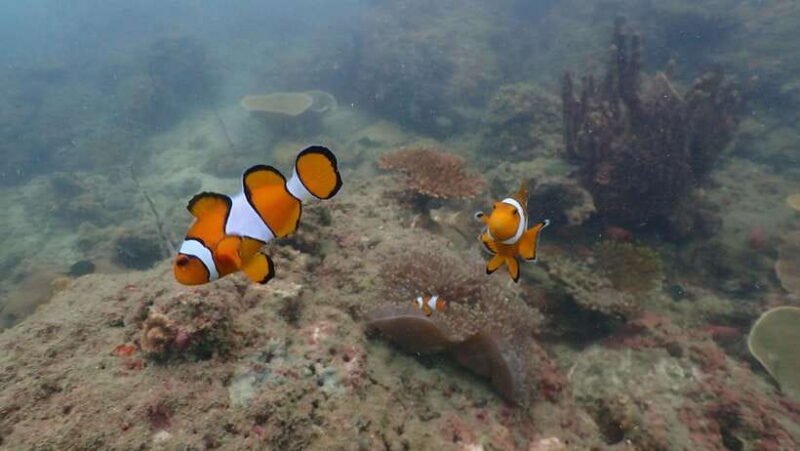 Ko Phi Phi Don: Speedboat Day Trip with Shark Snorkeling - Authentic Experiences and Common Praise