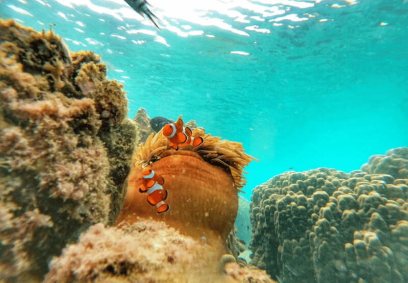 Ko Samet: 5 or 6 Islands Snorkeling Tour with Lunch Option - The Sum Up