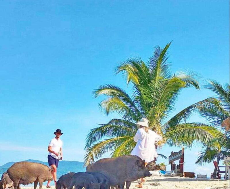 Ko Samui: Pig Island Snorkeling and Koh Tan Speedboat Tour - Practical Considerations and Tips