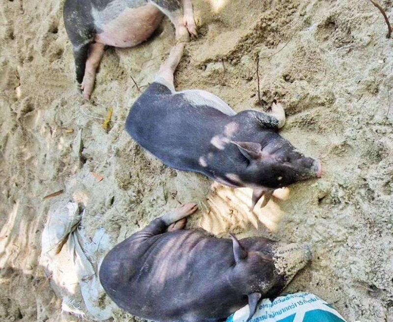 Ko Samui: Pig Island Snorkeling and Koh Tan Speedboat Tour - Who Would Love This Tour?