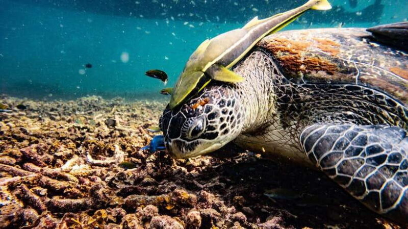 Ko Tao: Morning Trip to Ko Nangyuans Serene Oasis by Oxygen - Key Points