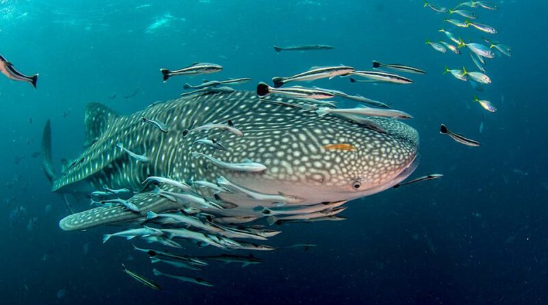 Ko Tao: Open Water Scuba Diving 4-Day Course - FAQ