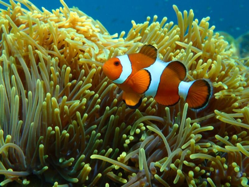 Ko Yao: Private Rok and Haa Island Speedboat Charter - What Does the Itinerary Look Like?