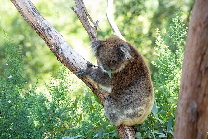 Koala Experience at Healesville Sanctuary - excl. entry - Key Points