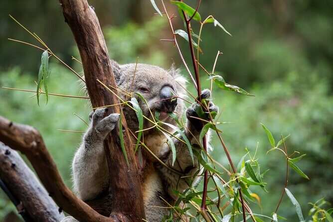 Koala Experience at Healesville Sanctuary - excl. entry - The Setting and Atmosphere