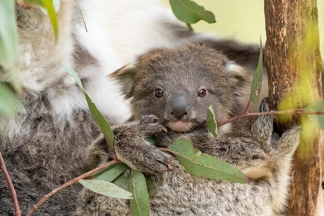 Koala Experience at Healesville Sanctuary - excl. entry - The Sum Up