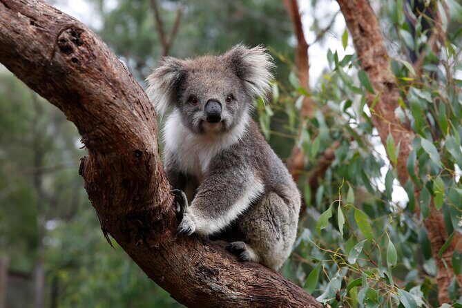 Koala Experience at Melbourne Zoo - excl. entry - Key Points