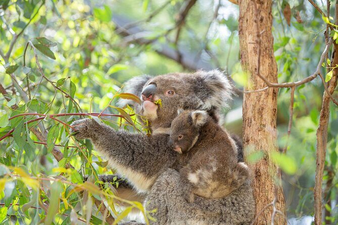 Koala Experience at Melbourne Zoo - excl. entry - What Makes This Experience Special?