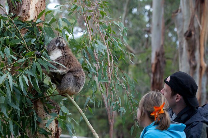 Koala Experience at Melbourne Zoo - excl. entry - Pricing and Value for Money