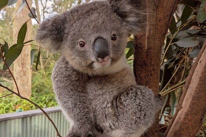 Koala & Kangaroos Experience, Waterfalls and Scenic Train Journey - What the Reviews Say