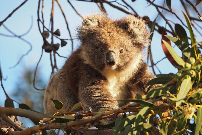 Koala Walking Tour in Kangaroo Island - A Close-Up Look at the Koala Walking Tour in Kangaroo Island