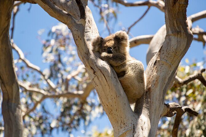 Koala Walking Tour in Kangaroo Island - The Experience from the Reviews