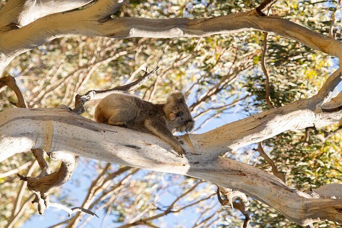 Koala Walking Tour in Kangaroo Island - The Sum Up: A Genuine Wildlife Adventure