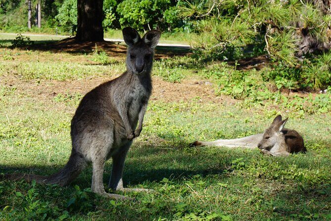 Koalas, Glow Worms & Kangaroos - Nature & Rainforest Walk - Final Thoughts: Is This Tour for You?