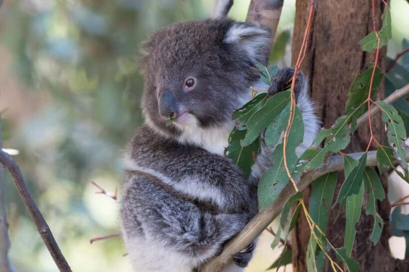 Koalas, Kangaroos and Lyrebirds - What to Expect on the Tour