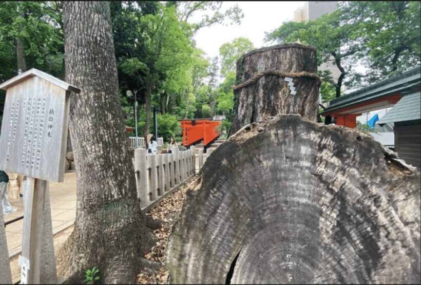 Kobe Guided Tour Including Port Area and Arima Onsen Town - Who Will Love This Tour?