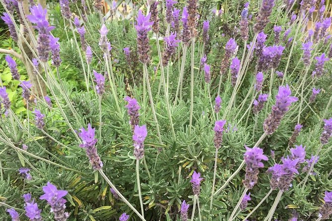 Kobe Private Tour From Osaka (Shore Excursion Available From Osaka or Kobe Port) - Customer Feedback