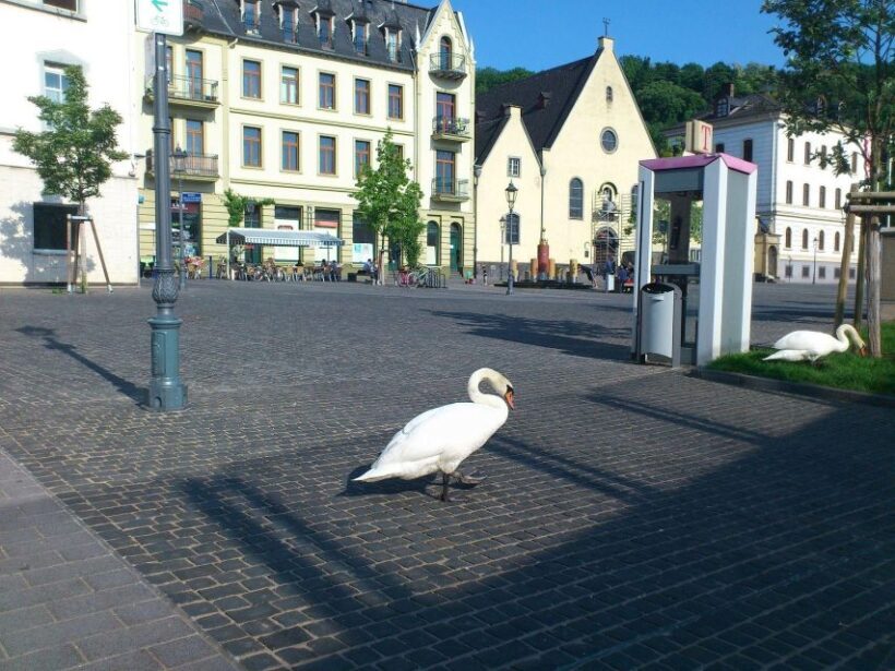 Koblenz: Private Guided Walking Tour - The Value of a Private Tour