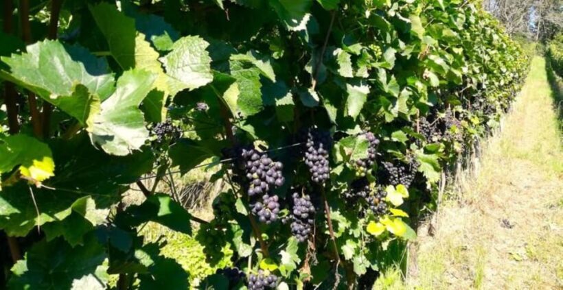 Koblenz: The Living Vineyard, Nature & Wine Enjoyment - Who Should Consider This Tour?