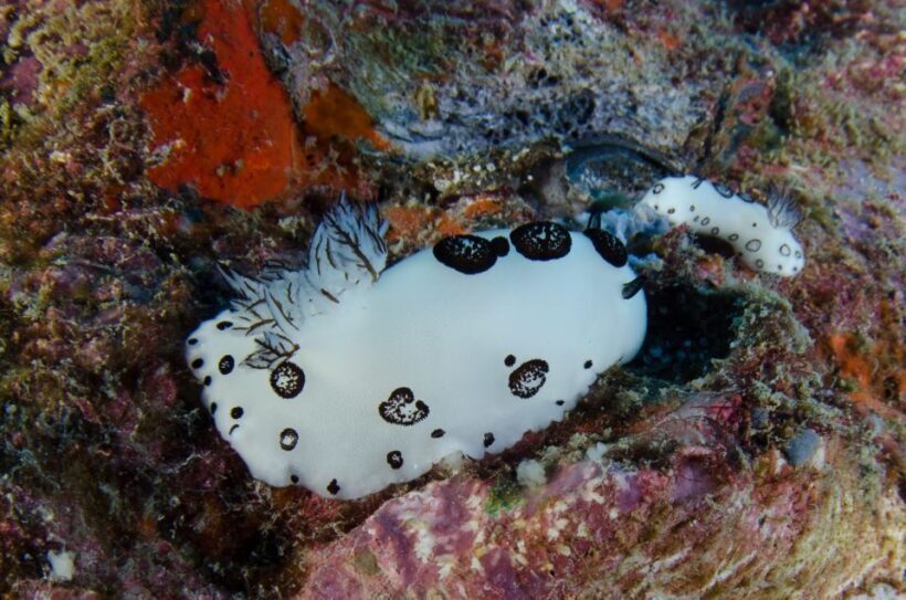 Koh Chang: 1-Day Dive Trip to Top Underwater Sites - FAQ