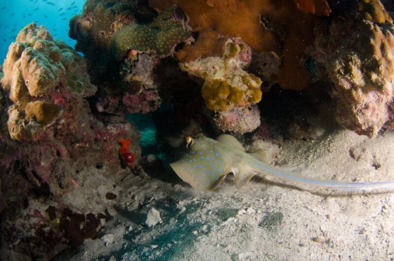Koh Chang: 1-Day Dive Trip to Top Underwater Sites - Why the Marine Sites Matter: Wrecks and Reefs