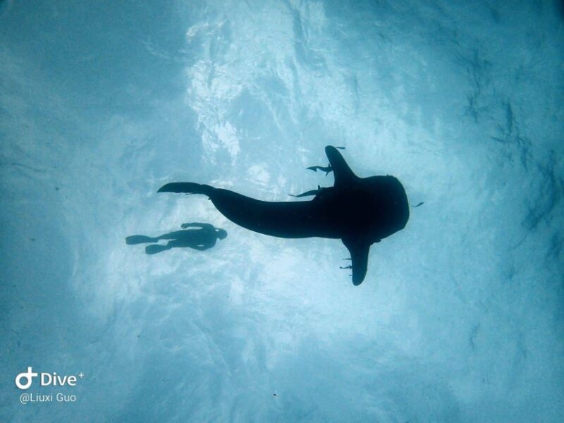 Koh Chang: 1-Day Dive Trip to Top Underwater Sites - The Sum Up