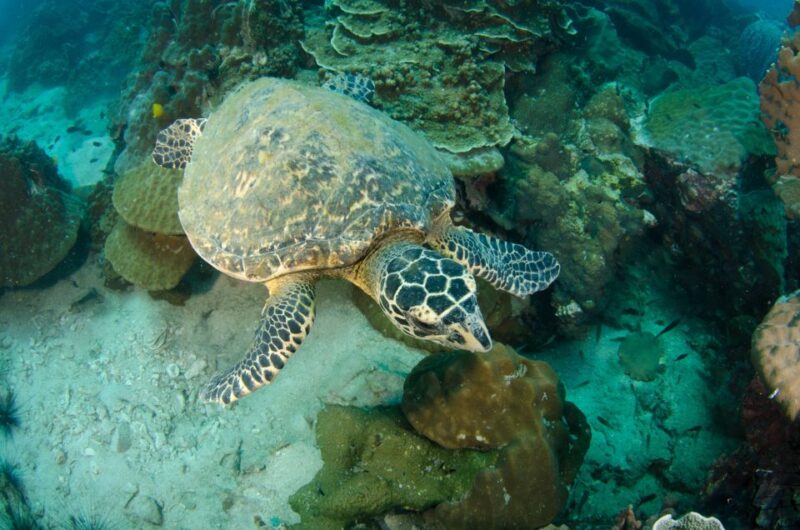 Koh Chang: 1-Day Dive Trip to Top Underwater Sites - FAQ