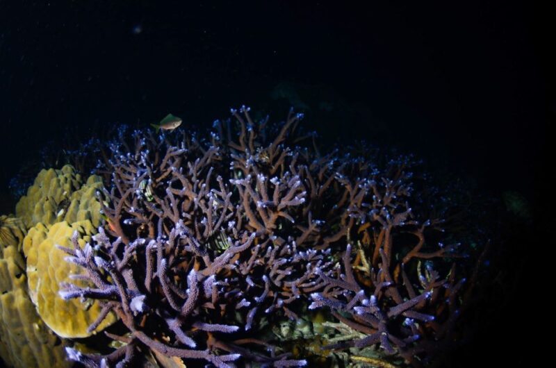 Koh Chang: 2-Day PADI Advanced Open Water Course - What’s Included and What to Budget For