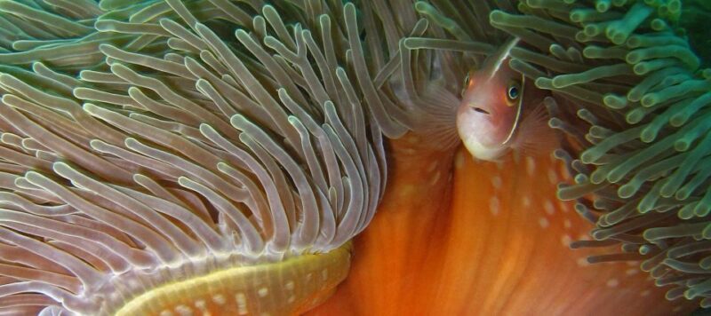 Koh Chang: Discover Scuba Diving for Beginners with 2 Dives - What Really Sets This Tour Apart