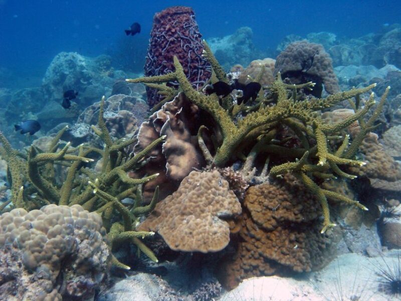 Koh Chang: Discover Scuba Diving for Beginners with 2 Dives - FAQ – Practical Questions about the Koh Chang Discover Scuba Tour