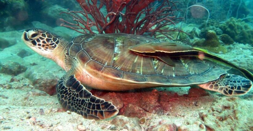 Koh Chang: Half-Day Snorkeling Adventure on a Speedboat - Who Will Love This Experience?