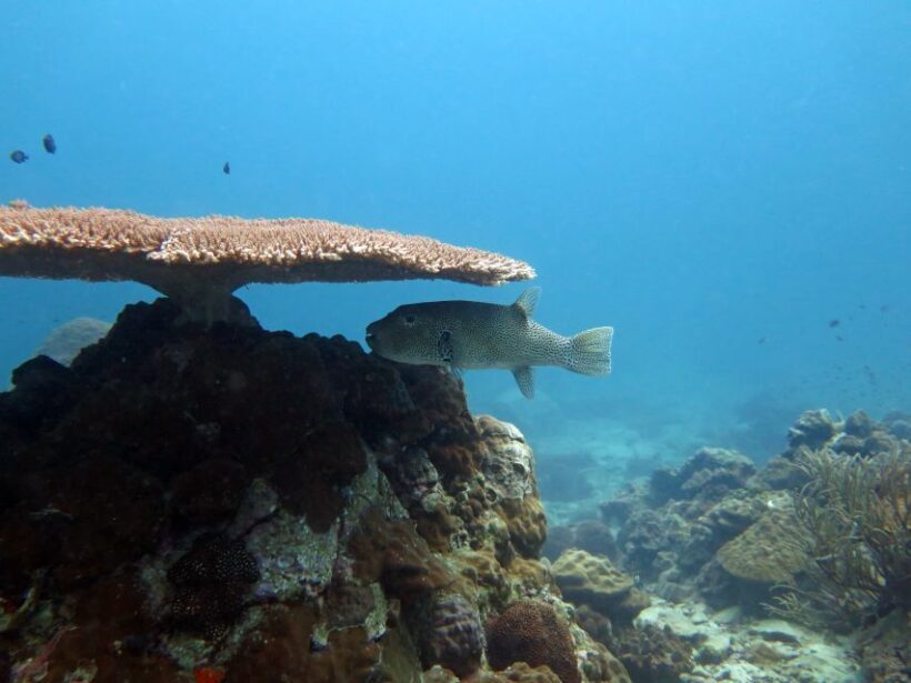 Koh Chang: Half-Day Snorkeling Adventure on a Speedboat - FAQ