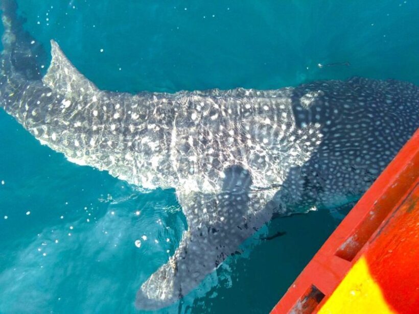Koh Chang: Snorkeling Trip to Reefs or Wrecks with Lunch - Final Thoughts