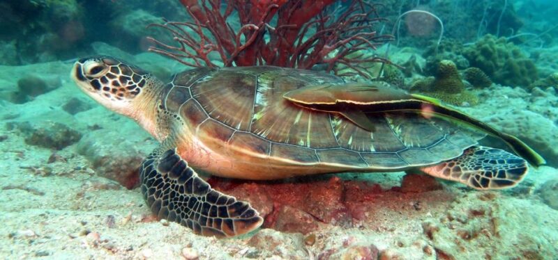 Koh Chang: Snorkeling Trip to Reefs or Wrecks with Lunch - Why This Tour Might Be Perfect for You