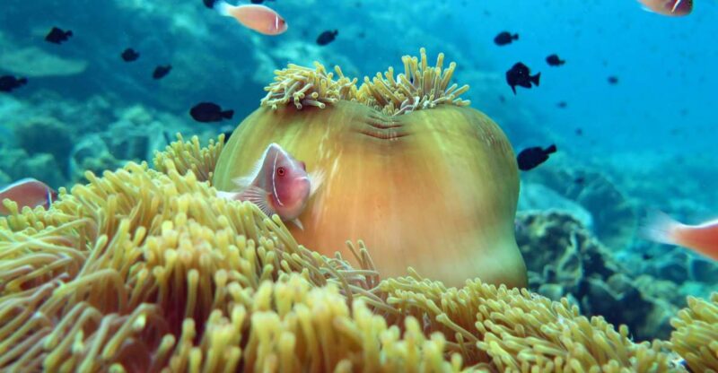 Koh Chang: Snorkeling Trip to Reefs or Wrecks with Lunch - Final Thoughts