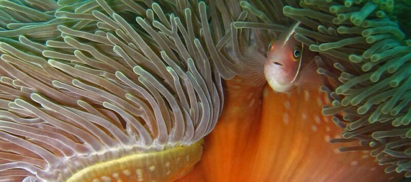 Koh Kood or Koh Rang: Snorkeling Day Trip with Buffet Lunch - Who Will Love This Tour?