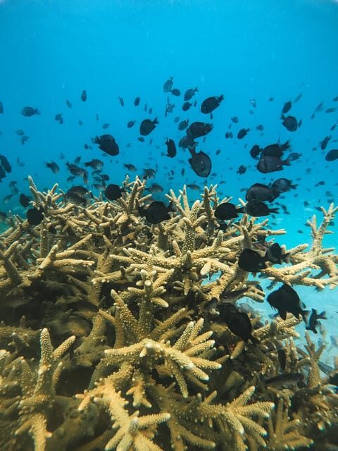 Koh Kood or Koh Rang: Snorkeling trip with lunch & transfer - Who is this tour best for?