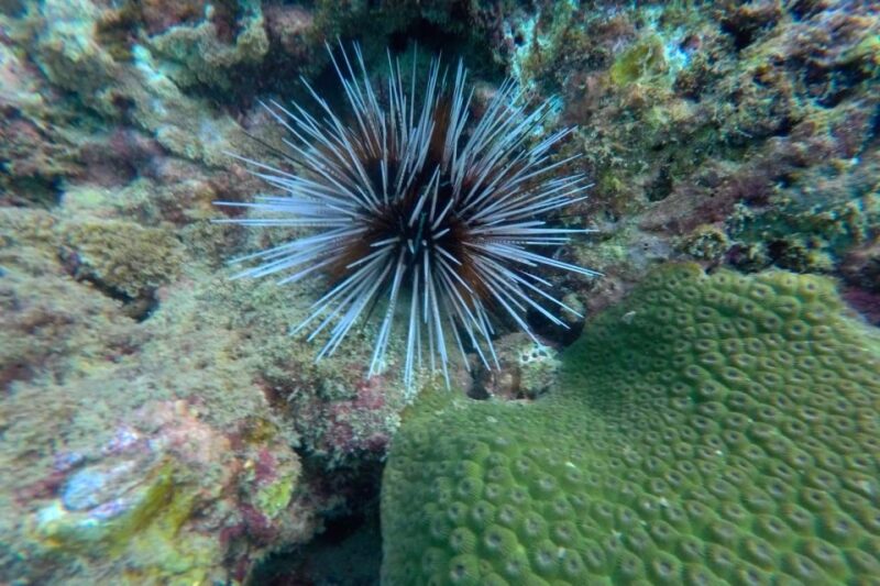 Koh Lanta: 4-Island Adventure Tour to Emerald Cave - The Value of This Tour